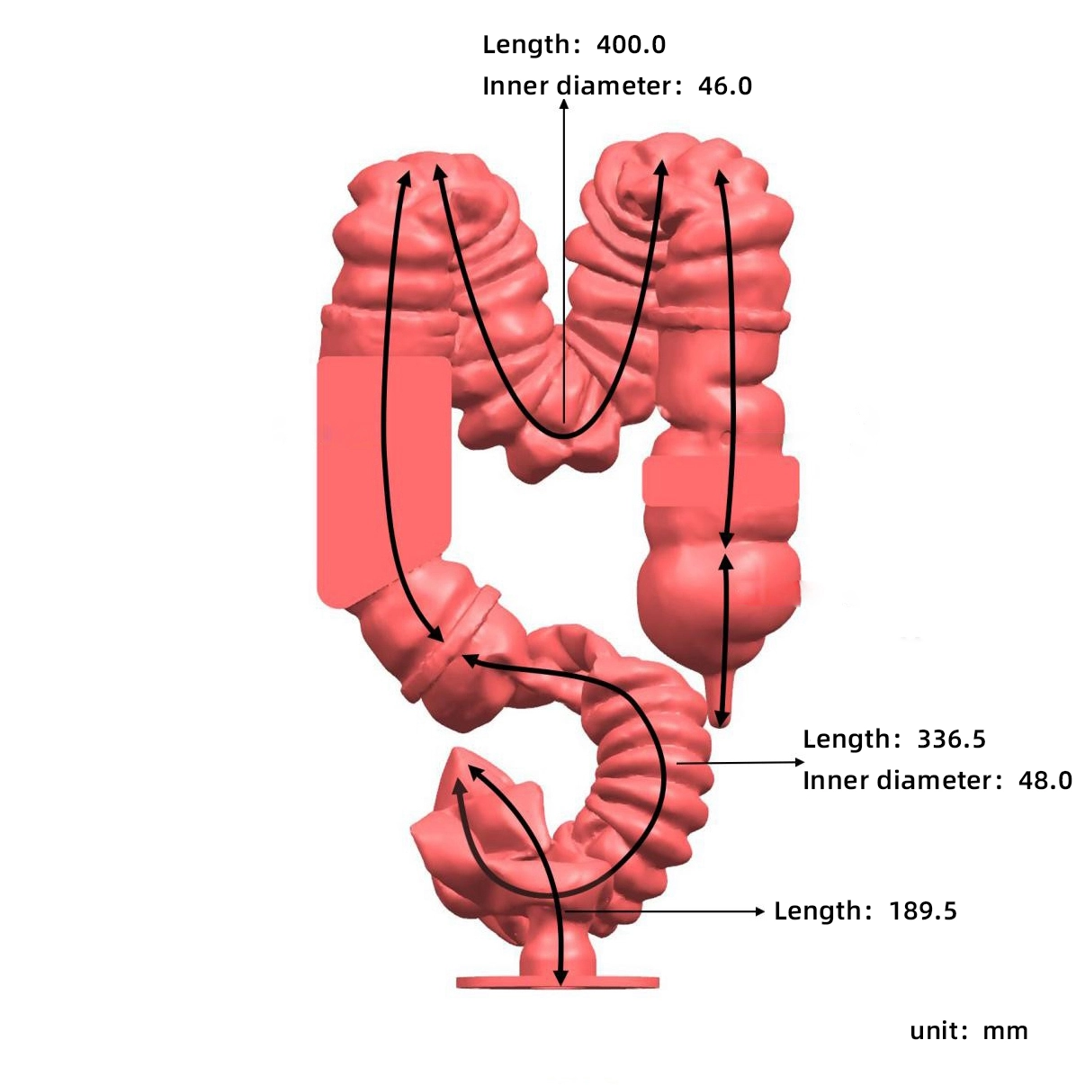Colonoscopy Training Model Manufacturer Preclinic Medtech
