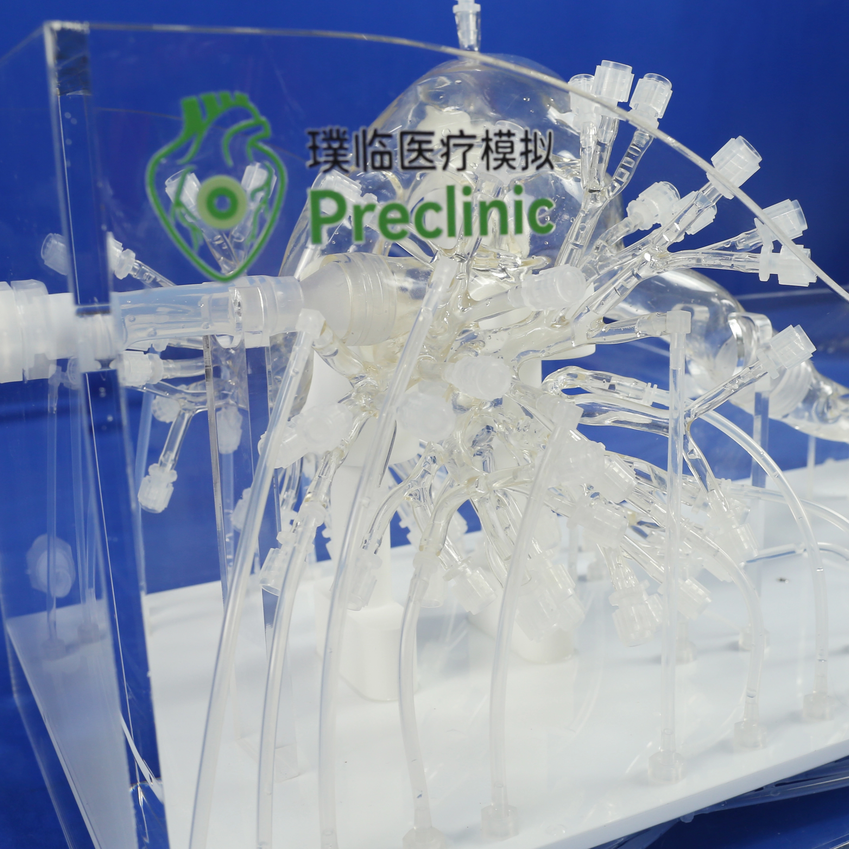 Right Cardio-Pulmonary Artery Simulation Model Manufacturer | Preclinic ...