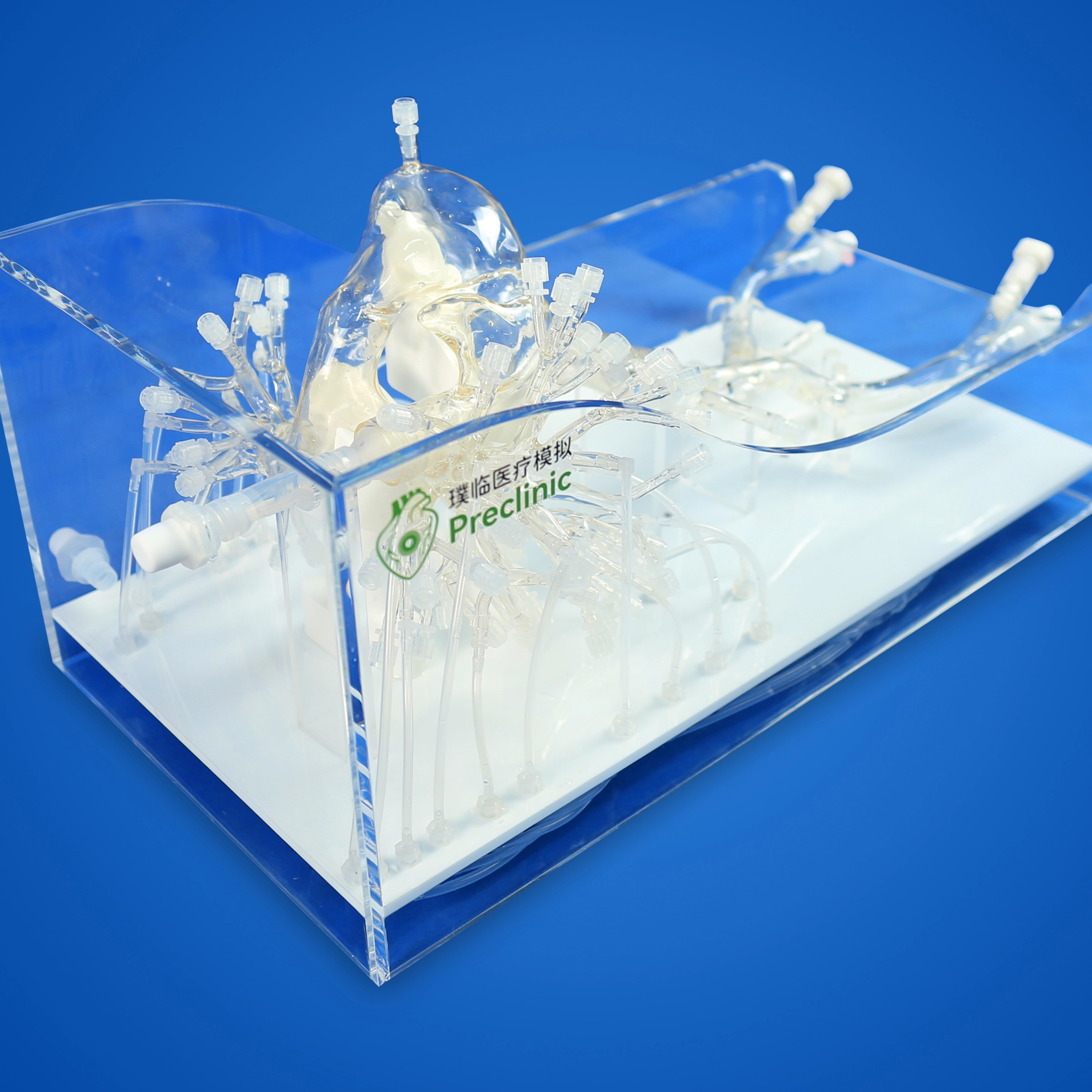 Right Cardio-Pulmonary Artery Simulation Model Manufacturer | Preclinic ...