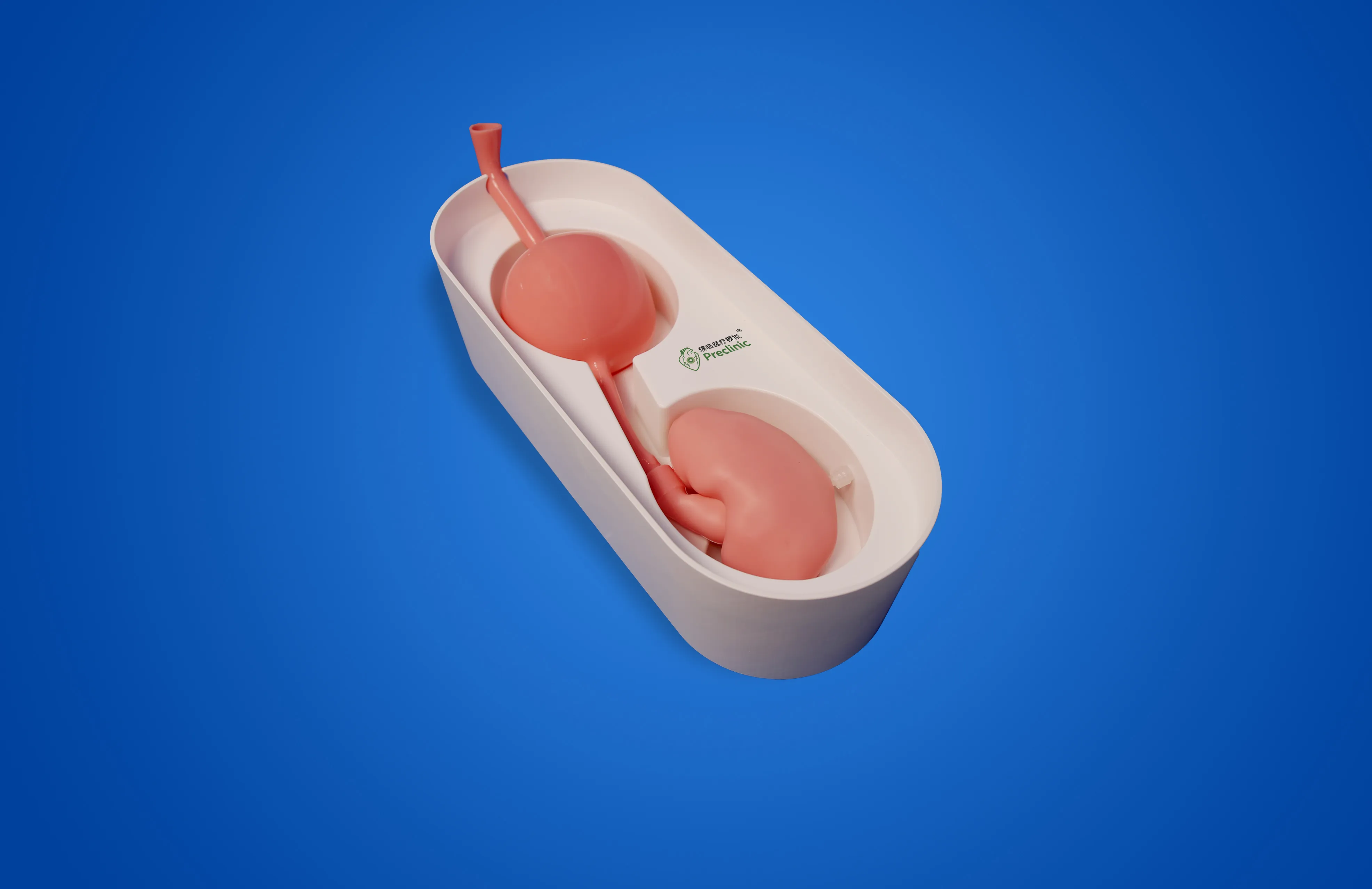 Portable Urinary System Model (Single Kidney + Bladder) Manufacturer ...