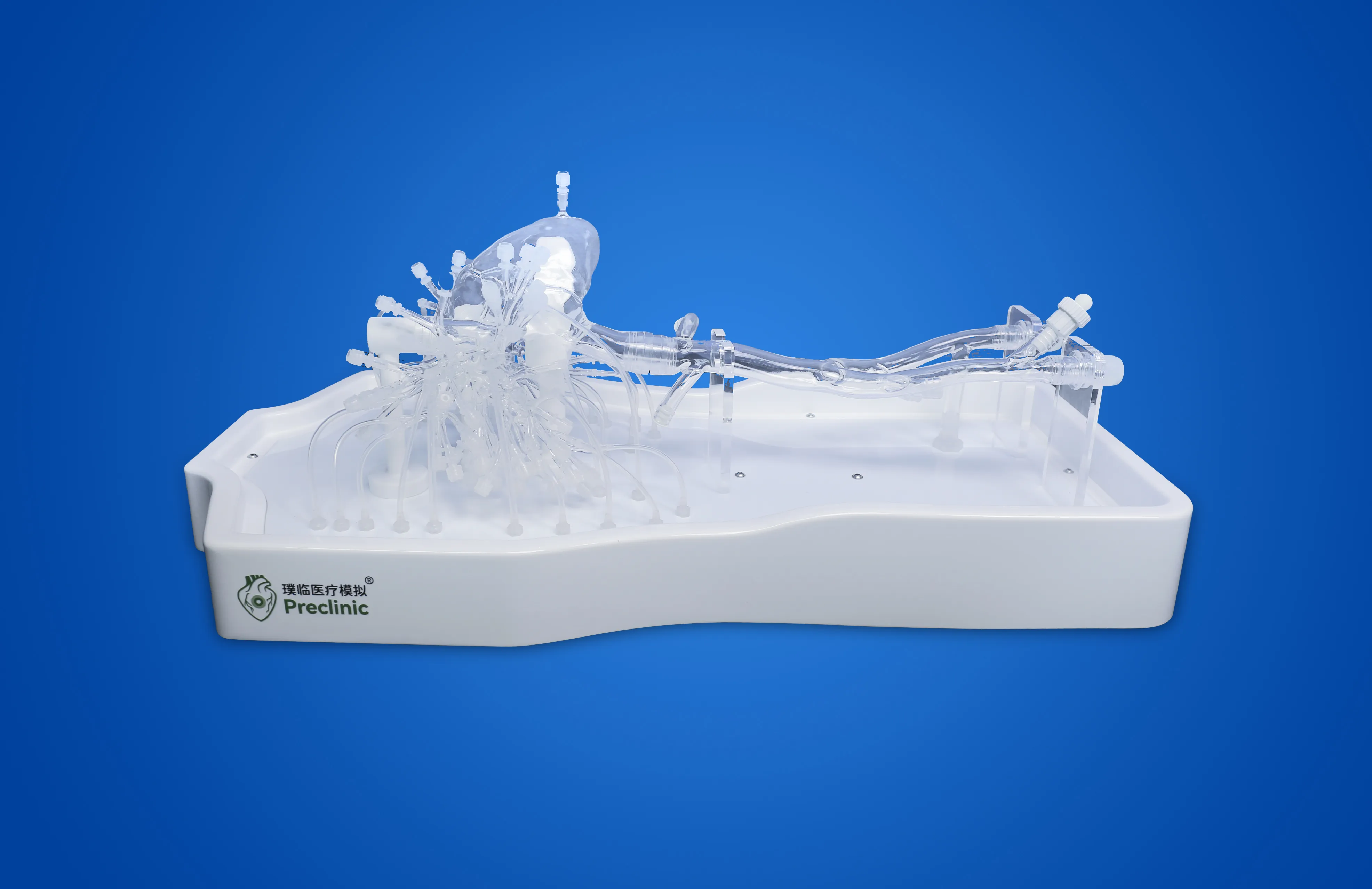 Right Cardio-Pulmonary Artery Simulation Model Manufacturer | Preclinic ...